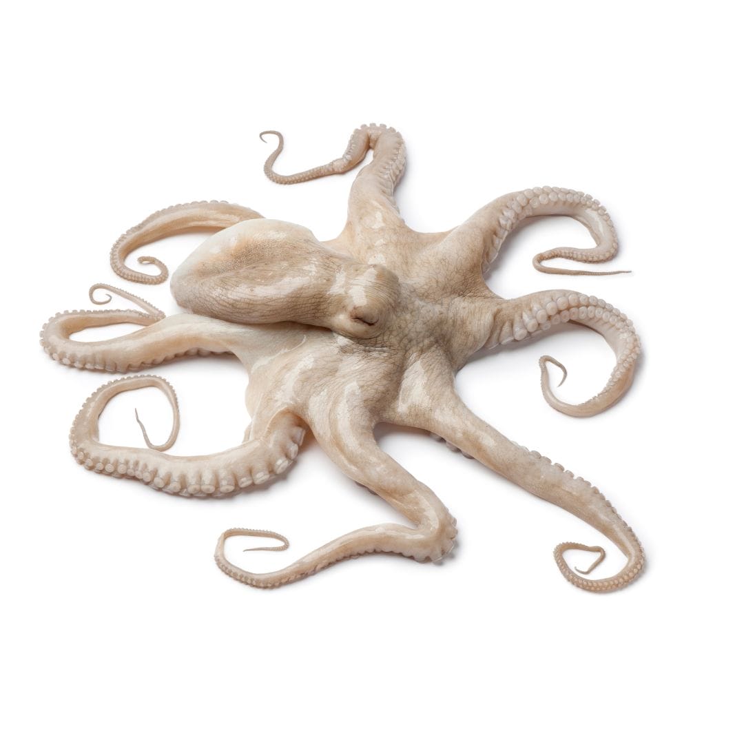 Buy Fresh Whole Octopus Hong Kong | Fresh Octopus Hong Kong